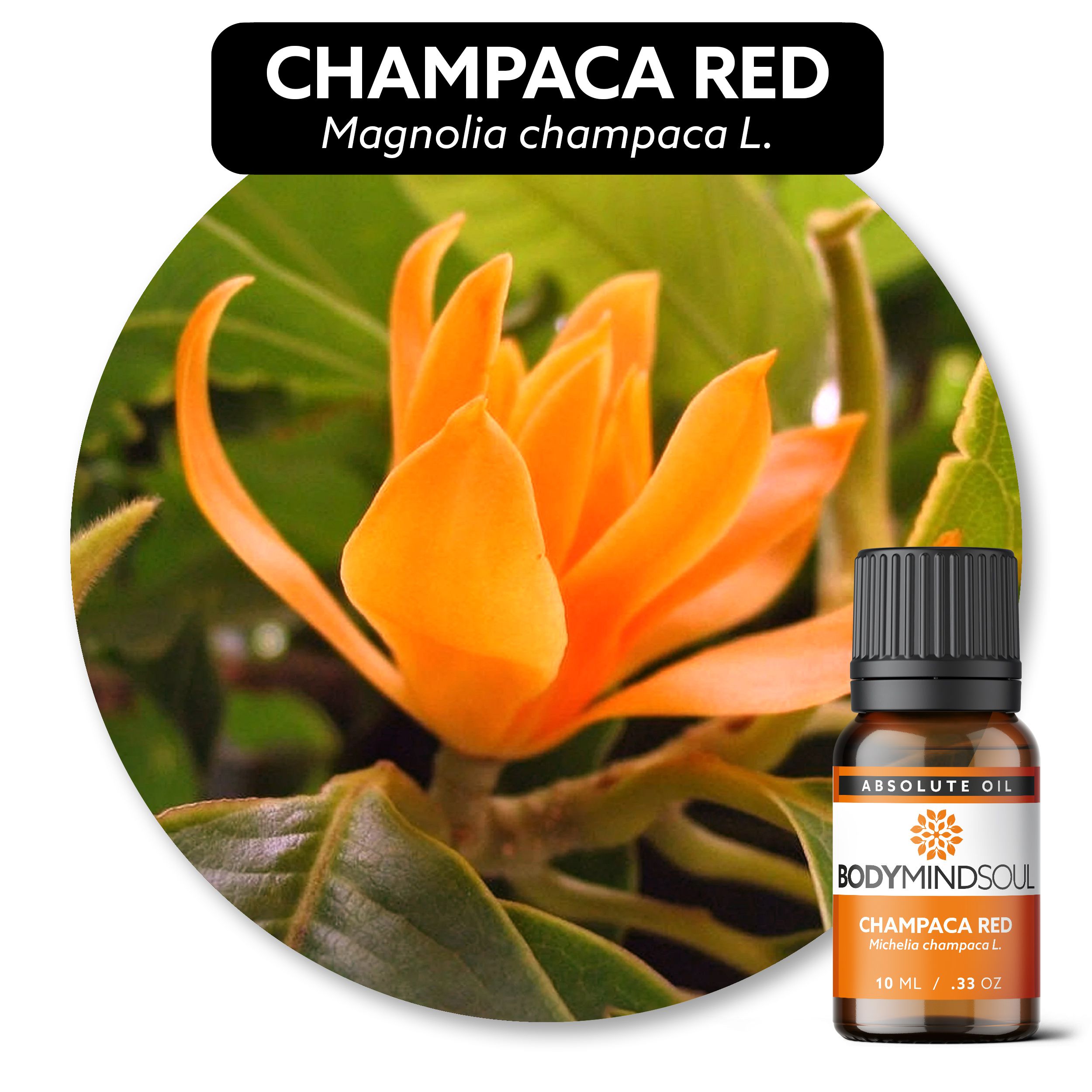 Óleo Absoluto Champaca Red • Champaca Vermelha | ÓLEOS NATURA OFICIAL