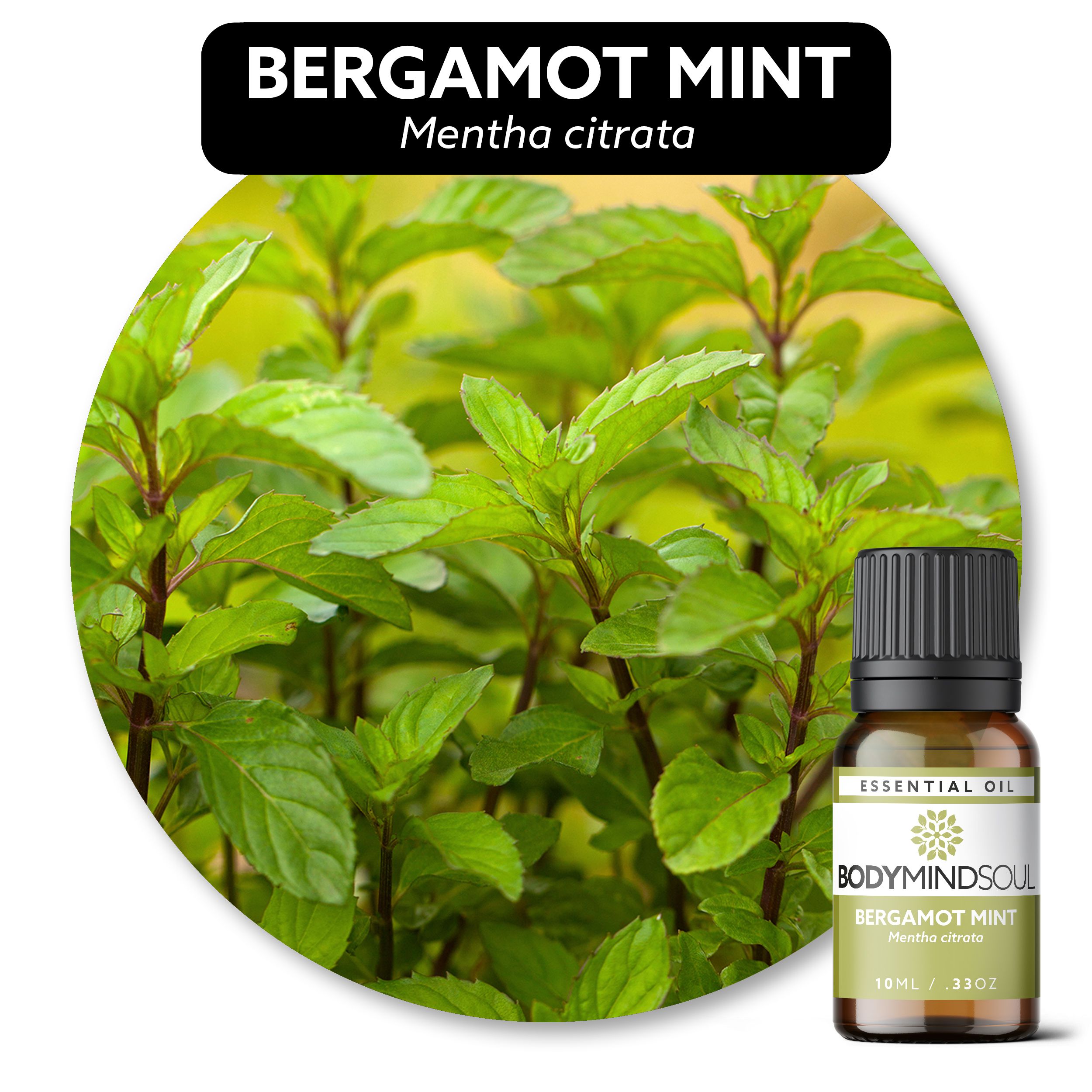 Óleo Essencial HORTELÃ BERGAMOTA - BERGAMOT MINT - 5ML | ÓLEOS NATURA OFICIAL