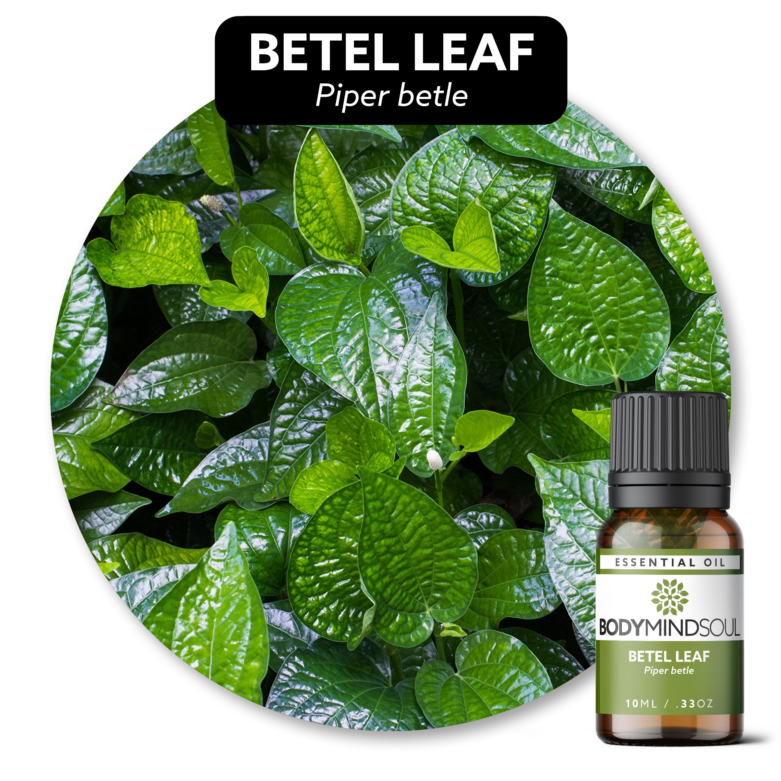 Óleo Essencial FOLHAS BETEL - BETEL LEAF 10ML | ÓLEOS NATURA OFICIAL
