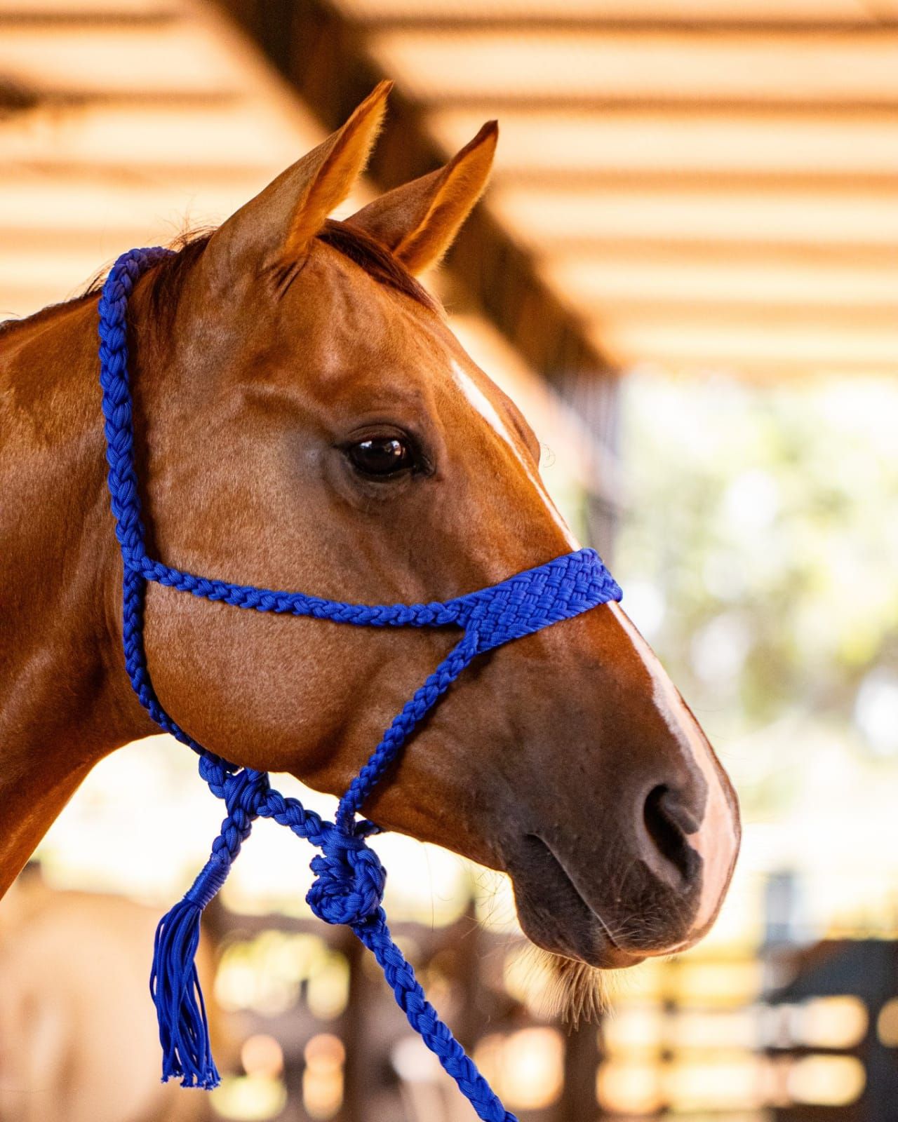 Cabresto Paracord para Cavalo Azul Royal Trançado e Reforçado | Alta ...