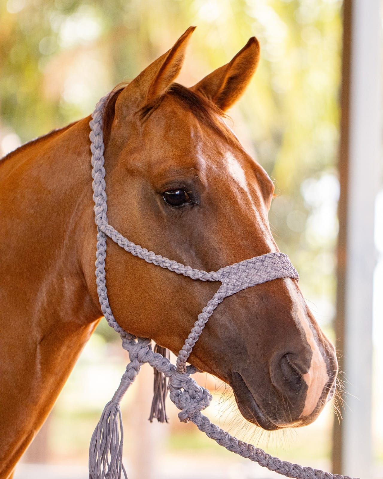 Cabresto Paracord para Cavalo Cinza Trançado e Reforçado | Alta ...
