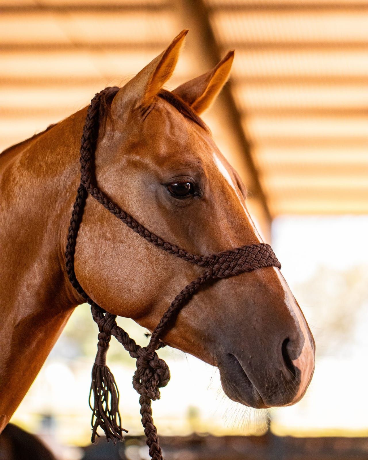 Cabresto Paracord para Cavalo Marrom Trançado e Reforçado | Alta ...