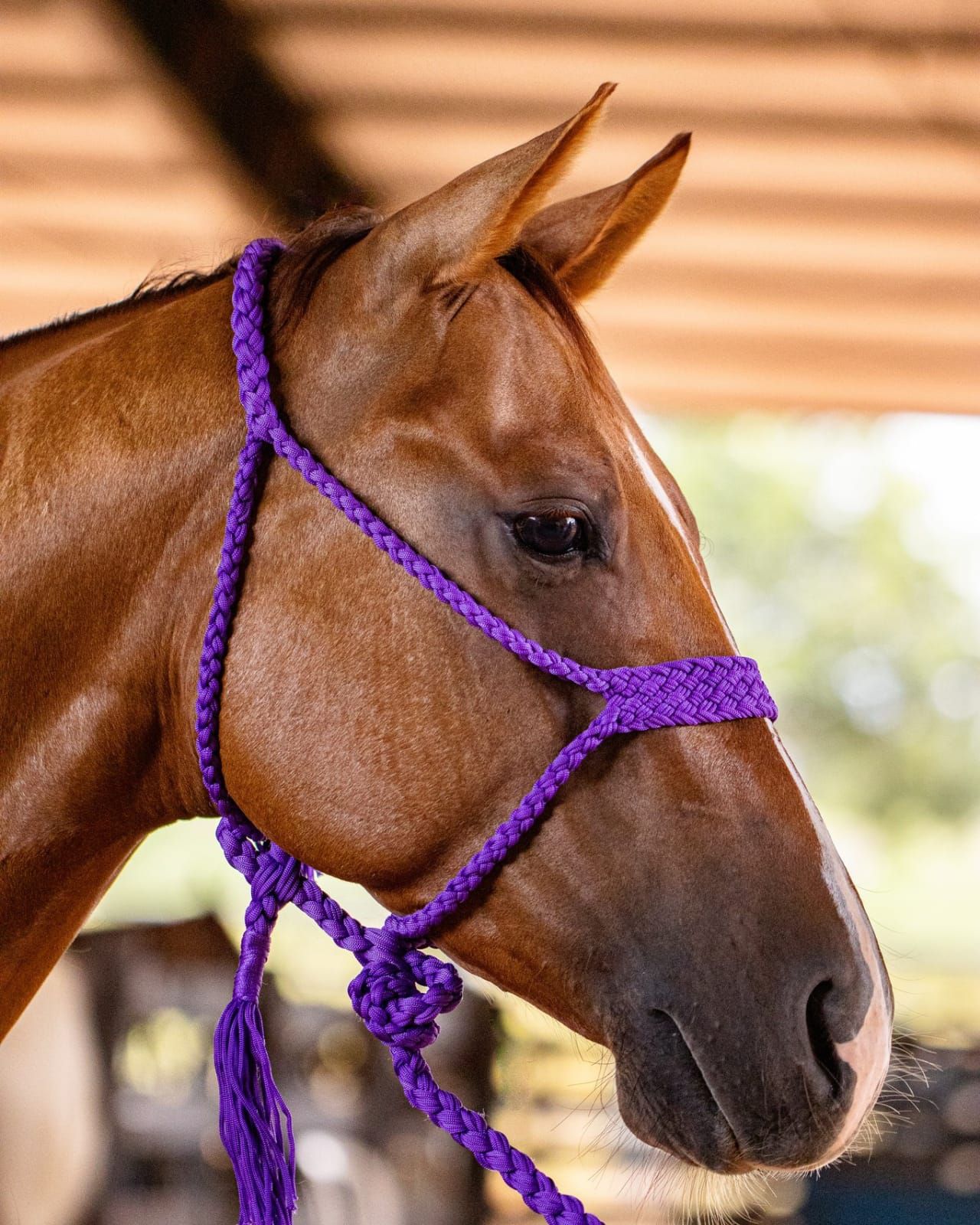 Cabresto Paracord para Cavalo Roxo Trançado e Reforçado | Alta ...