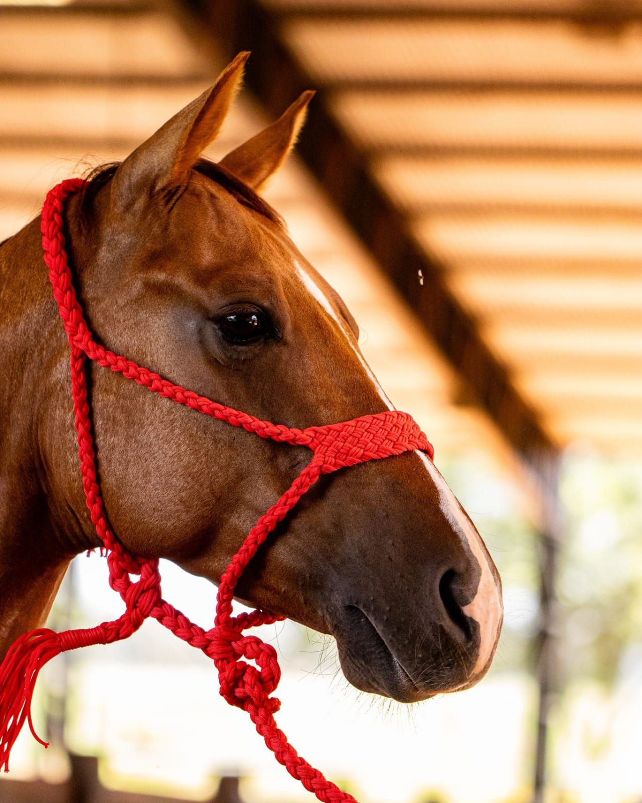 Cabresto Paracord para Cavalo Vermelho Trançado e Reforçado | Alta ...