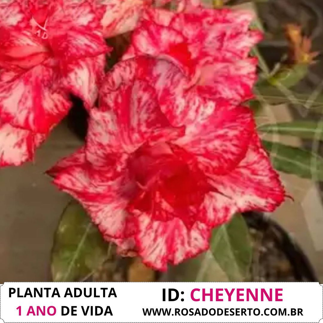 Rosa do deserto CHEYENNE | ROSA DO DESERTO - Valmor Ademium