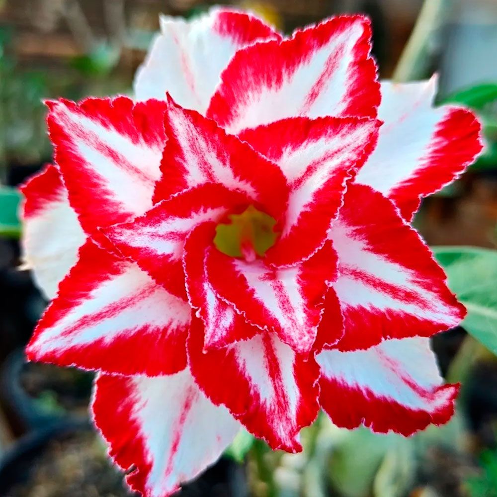 Rosa do Deserto FERRARI | ROSA DO DESERTO - Valmor Ademium