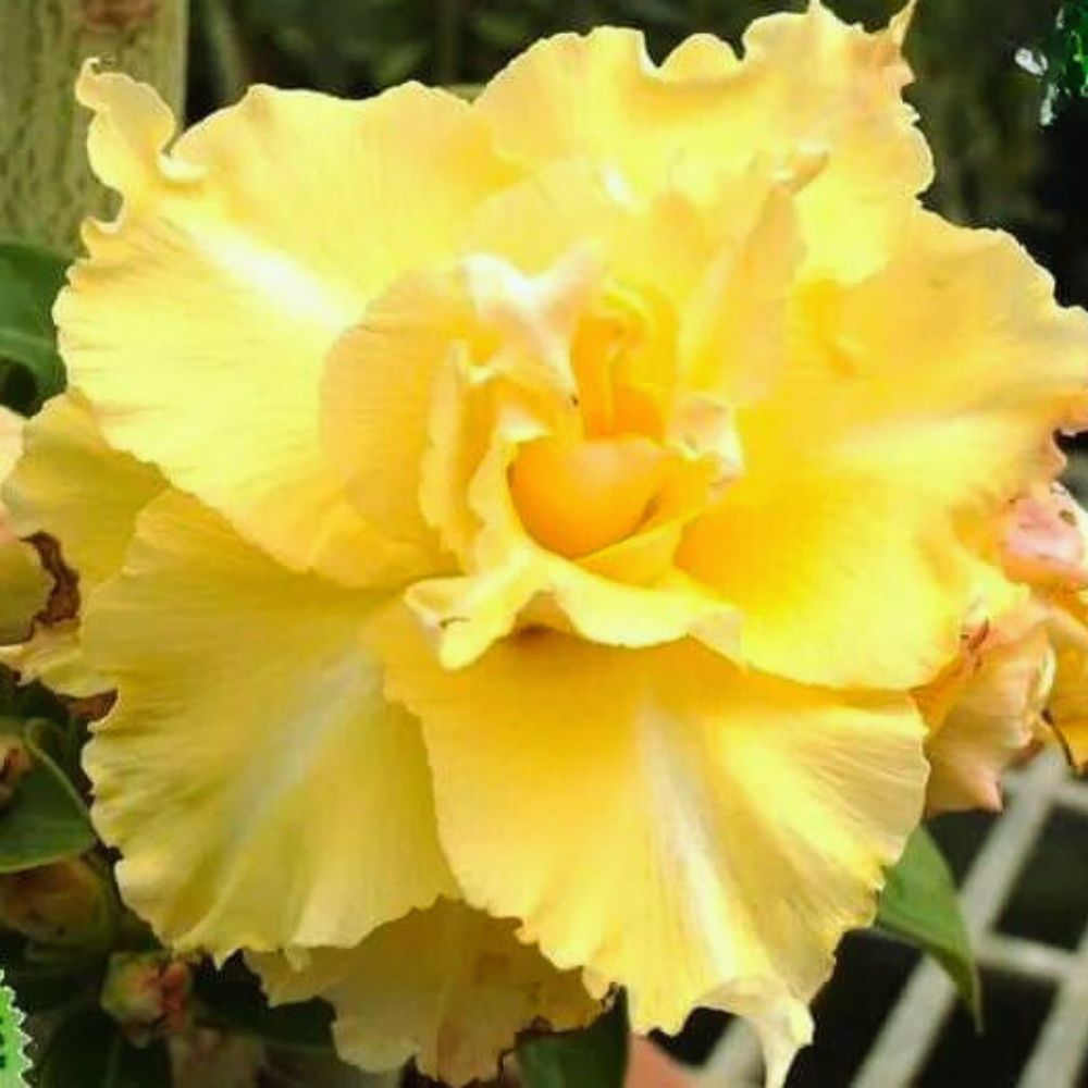 Rosa do Deserto Amarela GOLDEN TEMPLE | ROSA DO DESERTO - Valmor Ademium