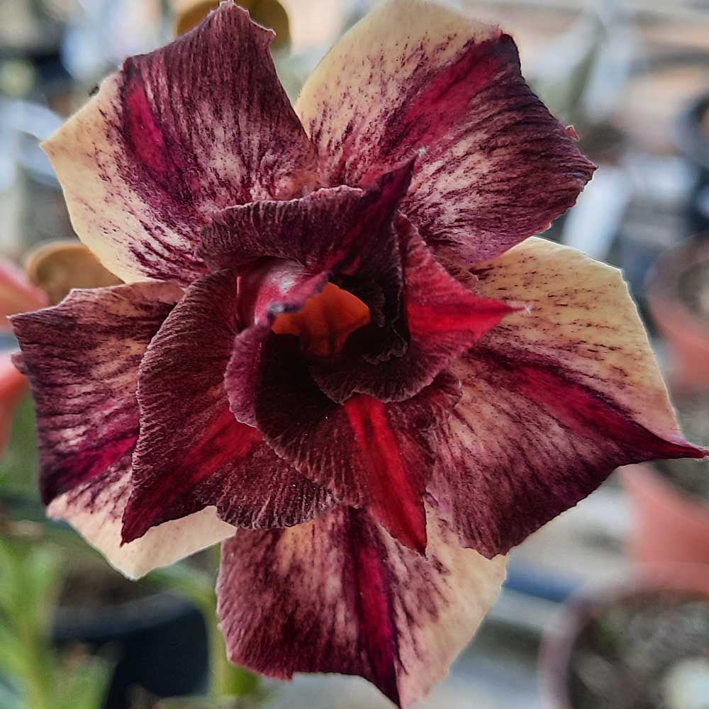 Rosa do Deserto Dobrada JAMARY | ROSA DO DESERTO - Valmor Ademium