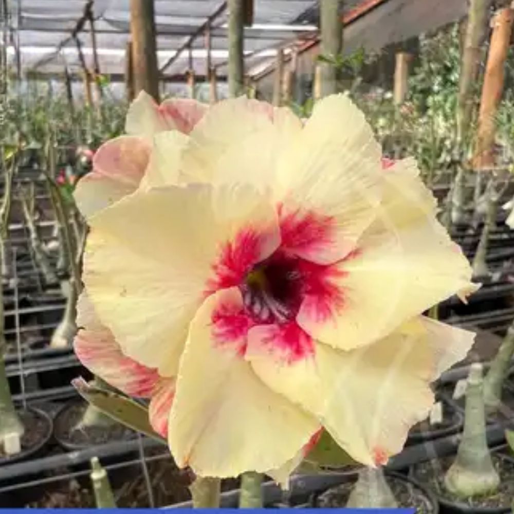 Rosa do Deserto Dobrada LM-704 | ROSA DO DESERTO - Valmor Ademium