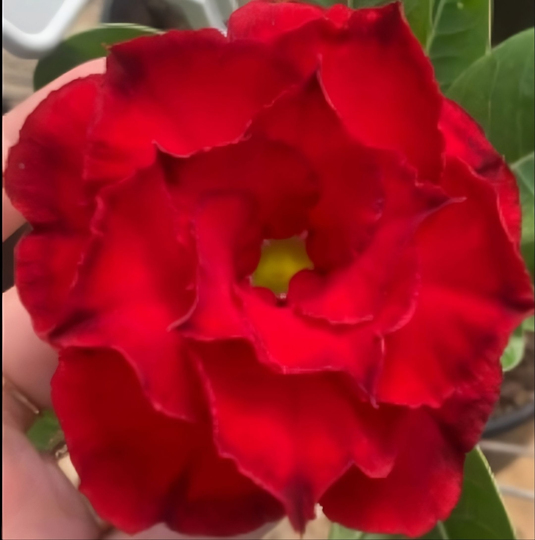 Rosa do deserto MINERVA | ROSA DO DESERTO - Valmor Ademium