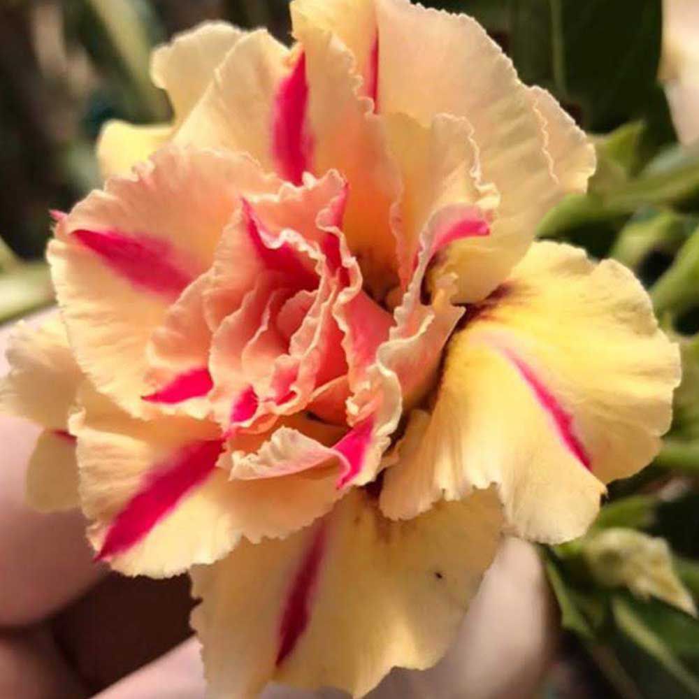 ROSA DO DESERTO TRIPLE WISH | ROSA DO DESERTO - Valmor Ademium