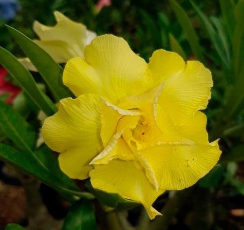 Rosa do deserto amarela tripla UY (Ultimate Yellow) - 12 Meses | ROSA ...