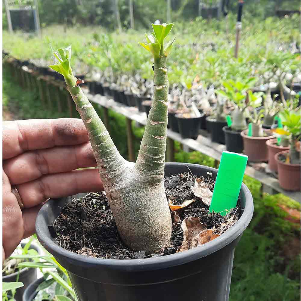 Adenium Arabicum - Cruzamentos Especiais - Planta N.º: 109 | ROSA DO ...