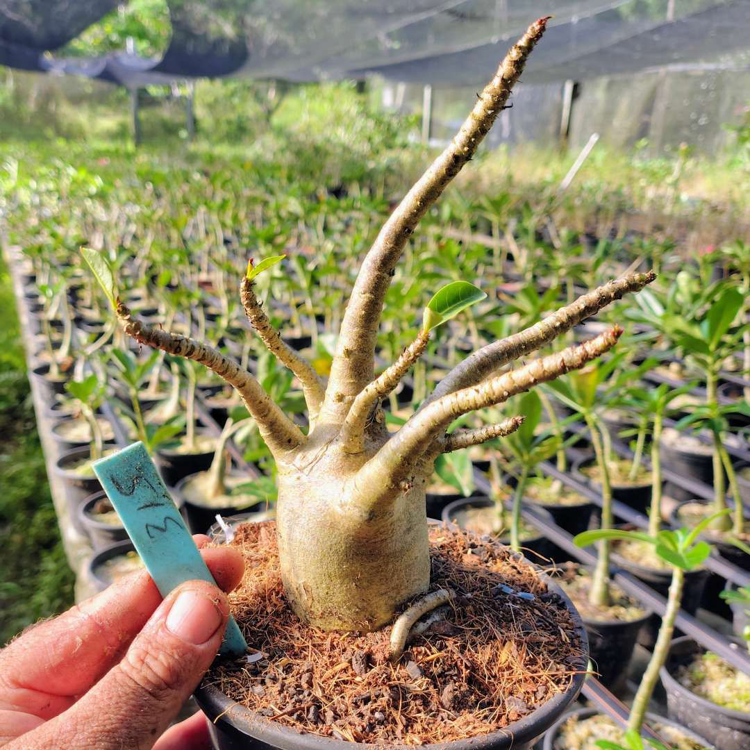 Adenium Arabicum - Cruzamentos Especiais - Planta N.º: 210 | ROSA DO ...