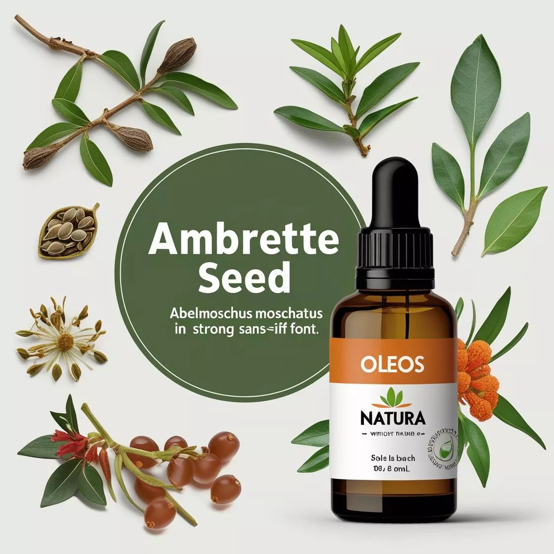 Óleo Essencial Ambrette Seed - Ambreto Sementes | ÓLEOS NATURA