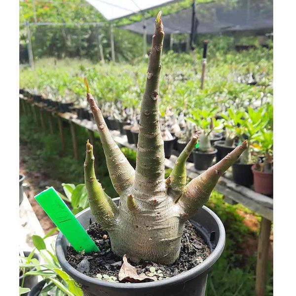 Adenium Arabicum - Cruzamentos Especiais - Planta N.º: 102 | ROSA DO ...