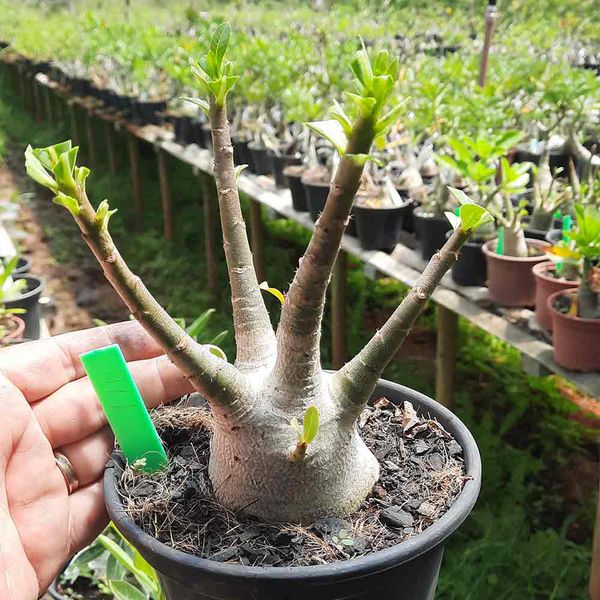 Adenium Arabicum - Cruzamentos Especiais - Planta N.º: 110 | ROSA DO ...
