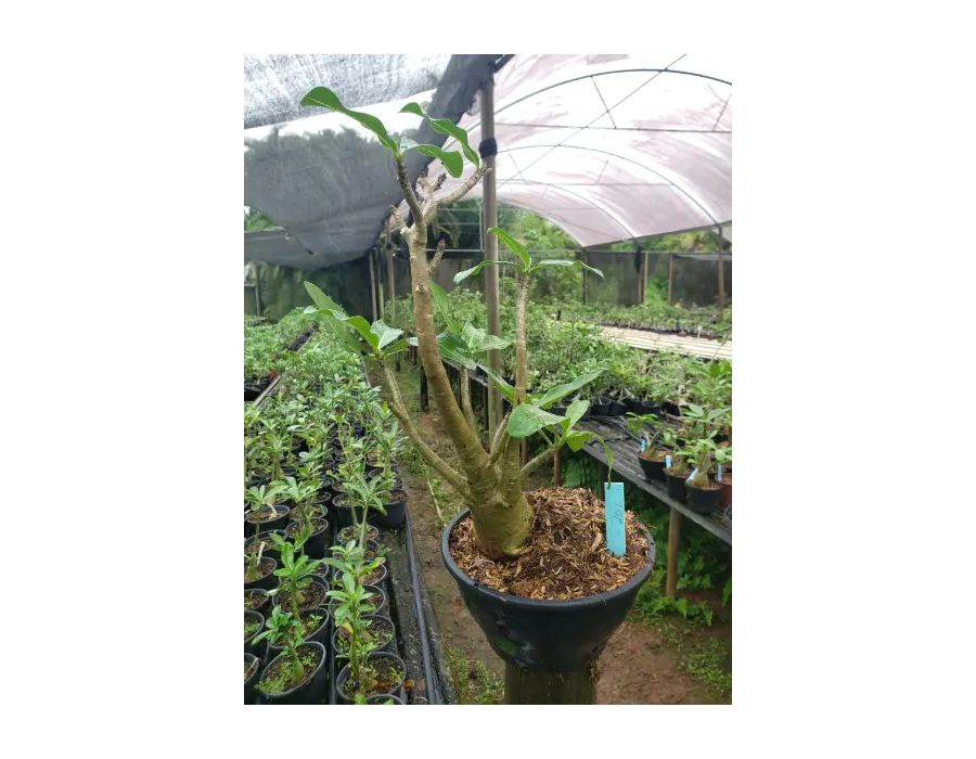 Adenium Arabicum - Cruzamentos Especiais - Planta N.º: 201 | ROSA DO ...